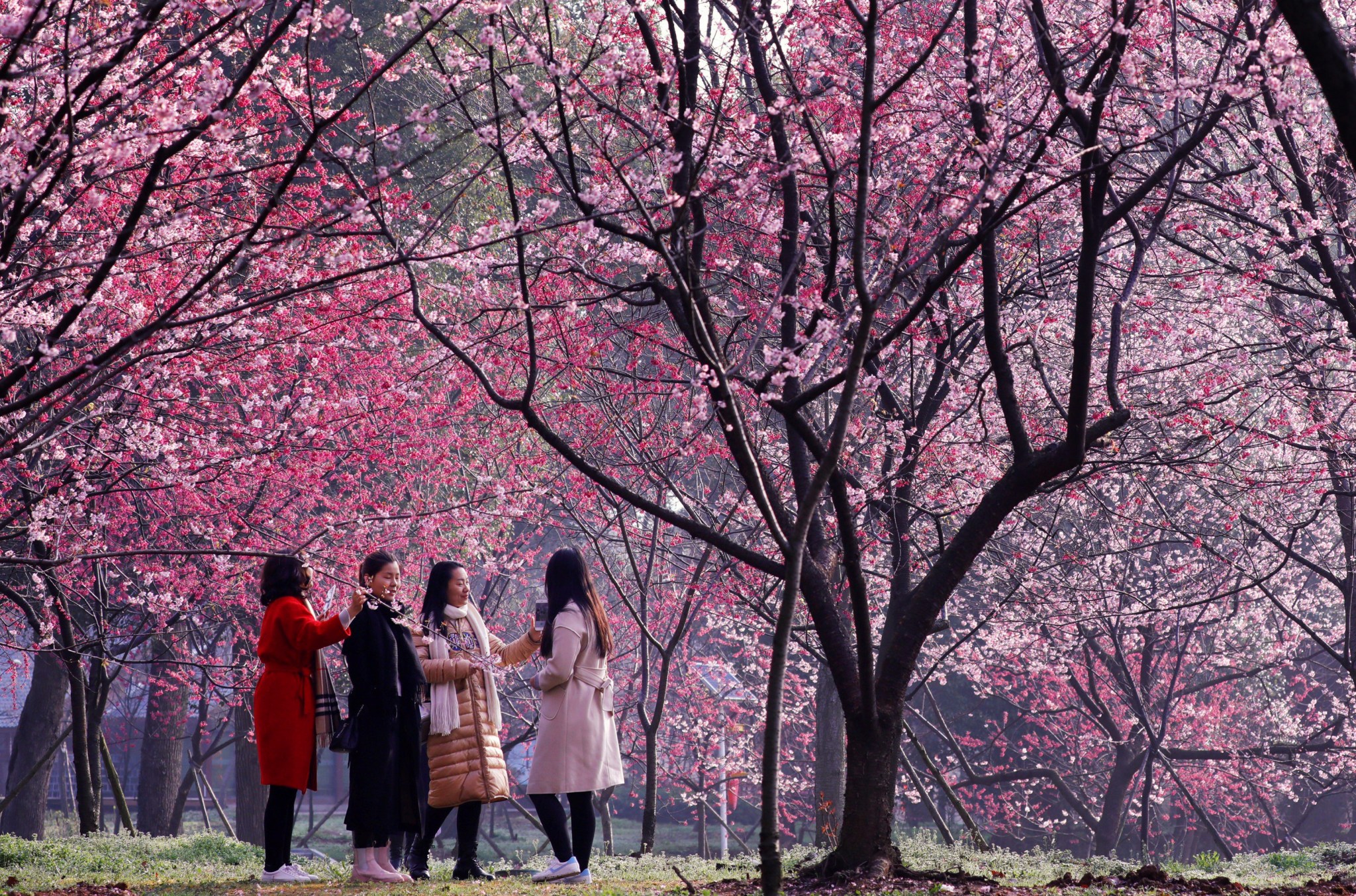 1st Grade – Sakura: Japanese Cherry Blossoms…through a straw! – In the ...